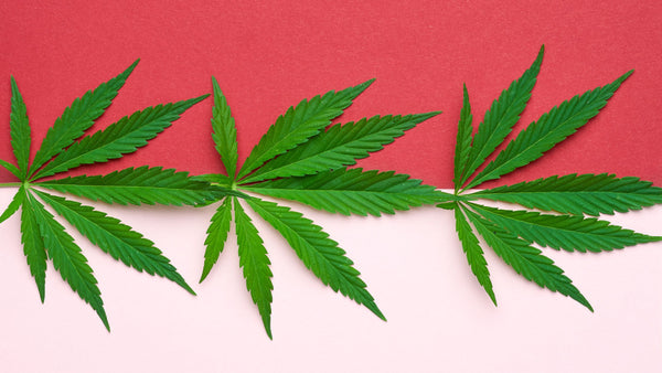 Unveiling Nature's Pharmacy: Exploring the Major Cannabinoids in the C ...